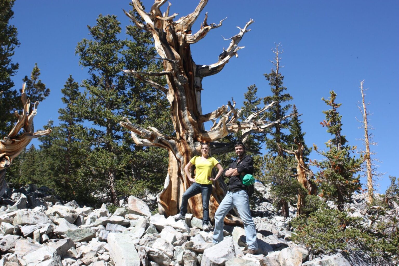 זקנים הם יפים: 6 העצים העתיקים בעולם | D+A Magazine